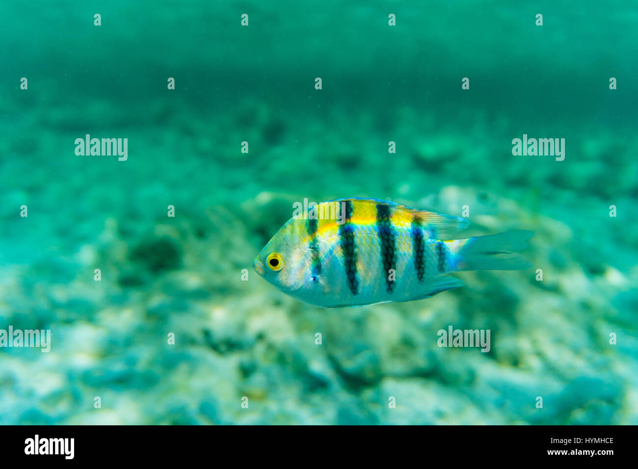 Sergeant Major fish in coral sea Abudefduf saxatilis Stock Photo - Alamy