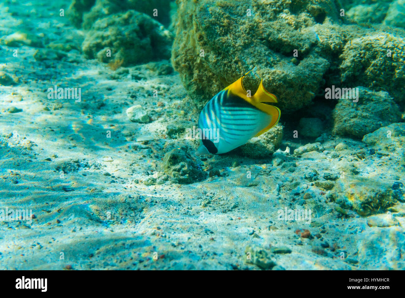 Sergeant Major fish in coral sea Abudefduf saxatilis Stock Photo - Alamy