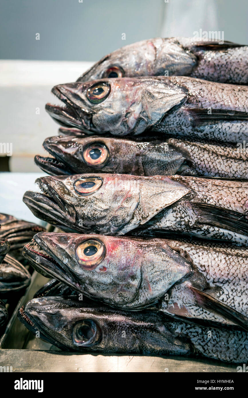 Freshly caught fish at the fish market in Cadiz, Andalucia, Spain Stock ...