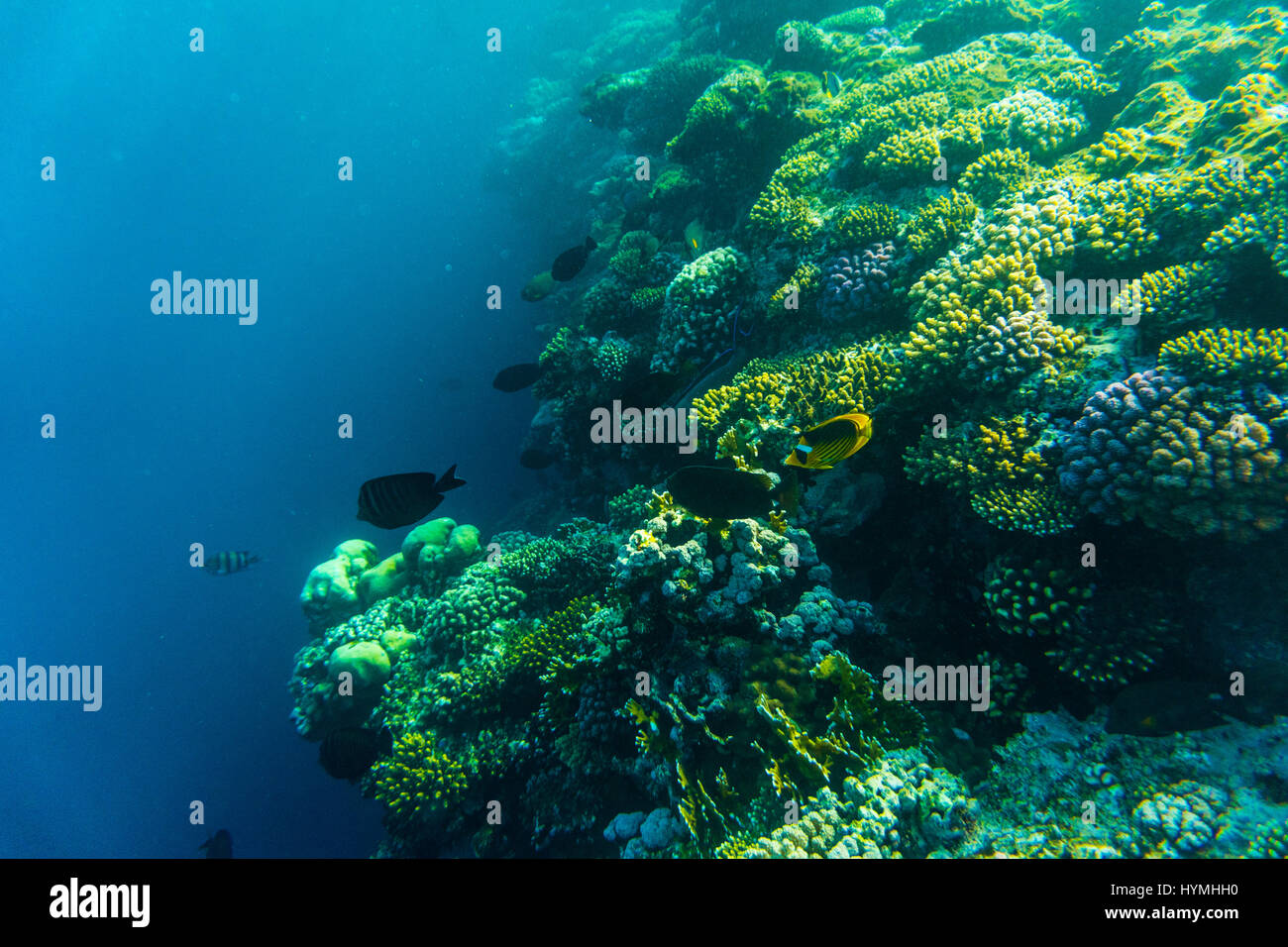Tropical ocean life. Coral reef full of fish floating under water ...