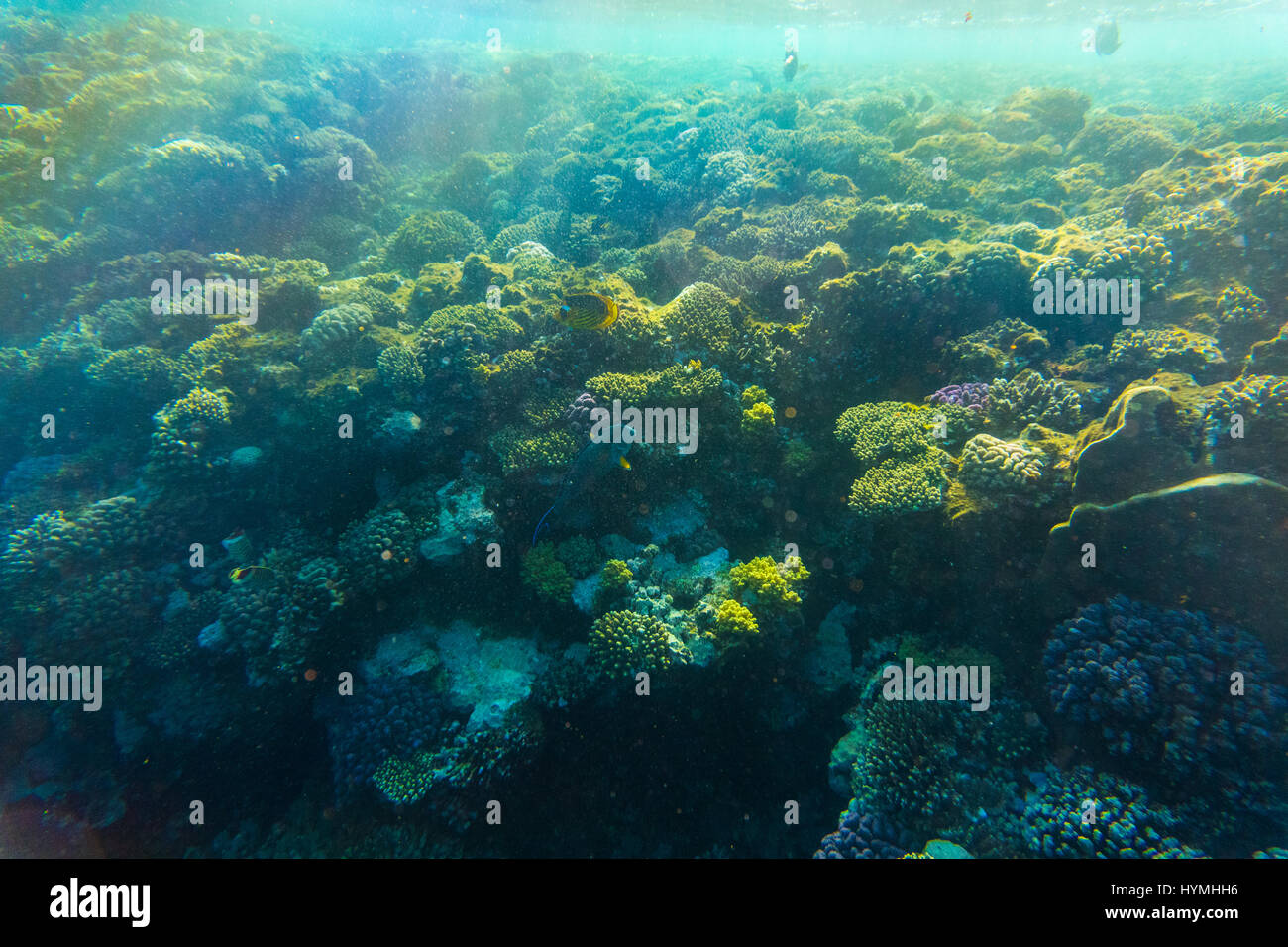 Tropical ocean life. Coral reef full of fish floating under water ...