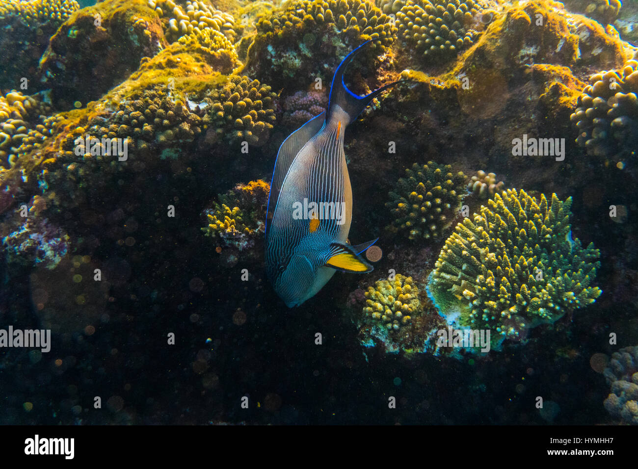 Tropical ocean life. Coral reef full of fish floating under water ...