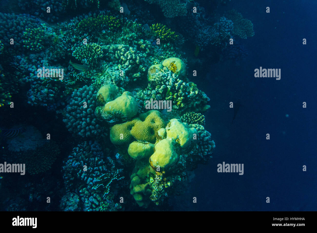Tropical ocean life. Coral reef full of fish floating under water ...