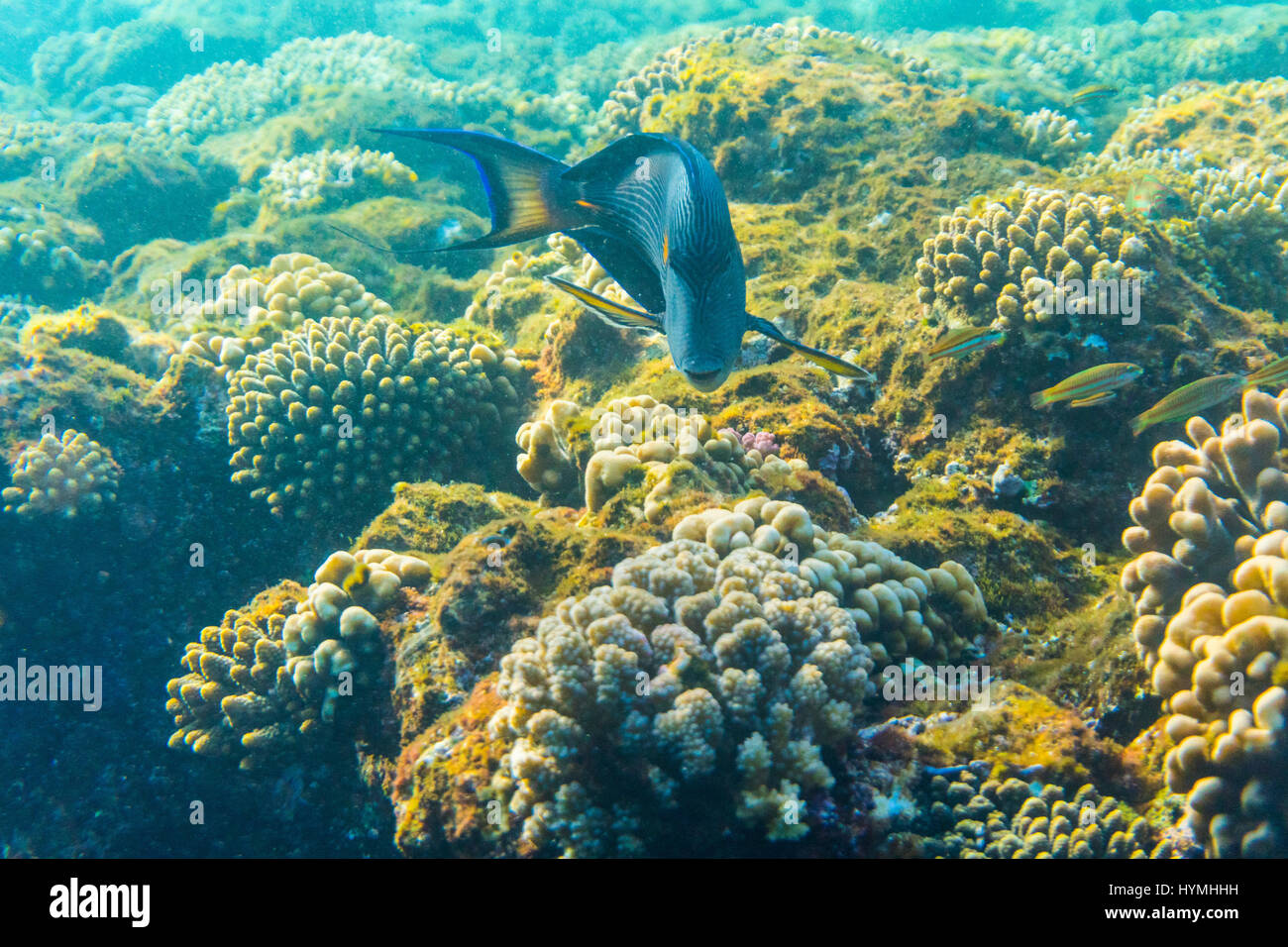Tropical ocean life. Coral reef full of fish floating under water ...