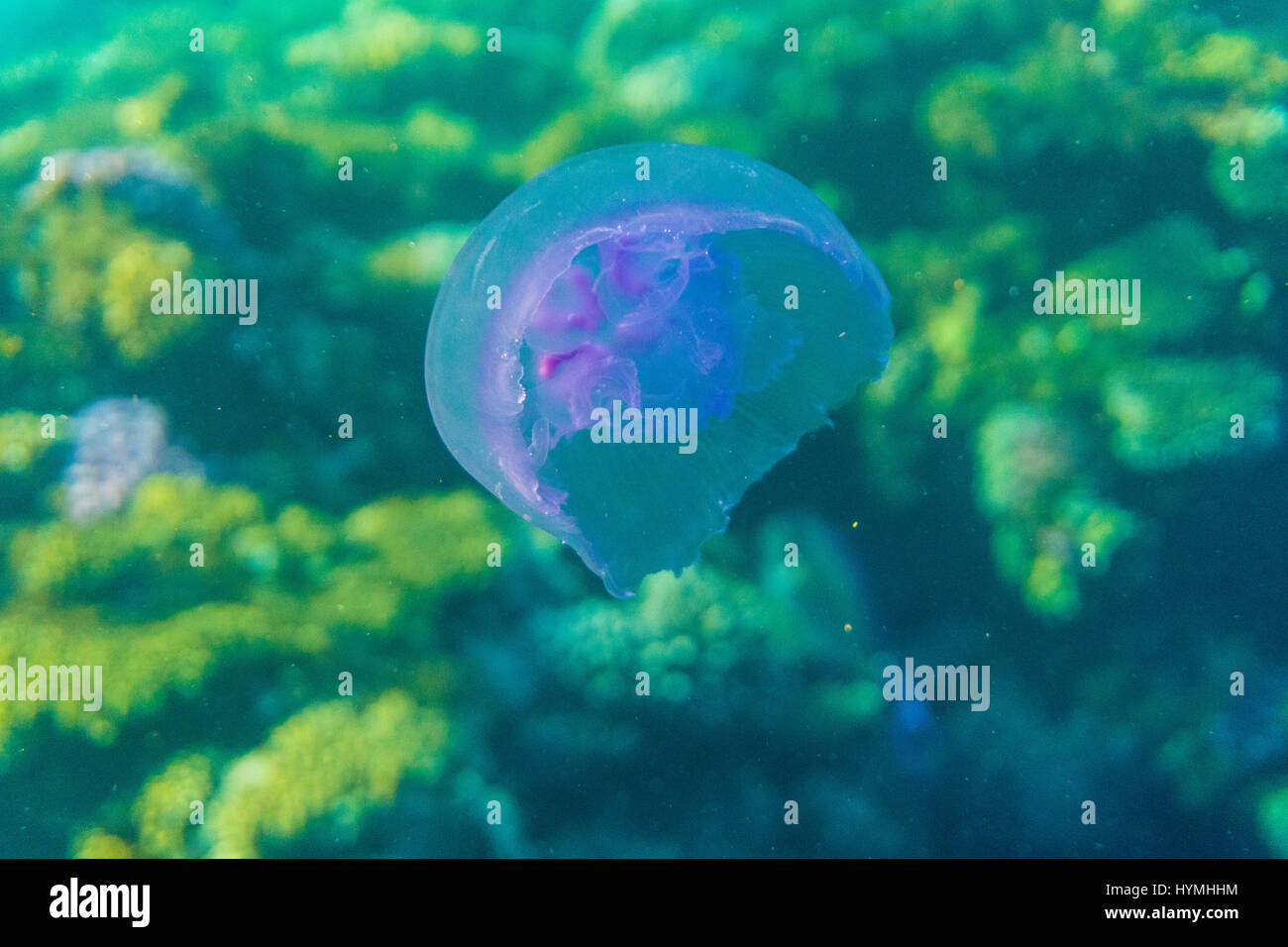 Tropical ocean life. Coral reef full of fish floating under water ...