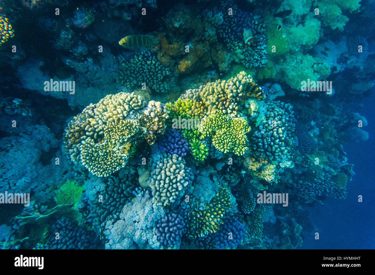 Tropical ocean life. Coral reef full of fish floating under water ...