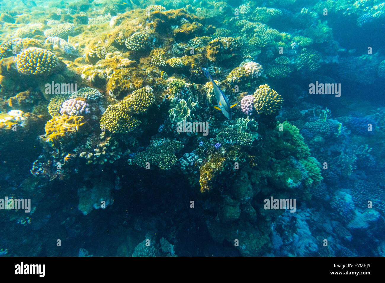 Tropical ocean life. Coral reef full of fish floating under water ...