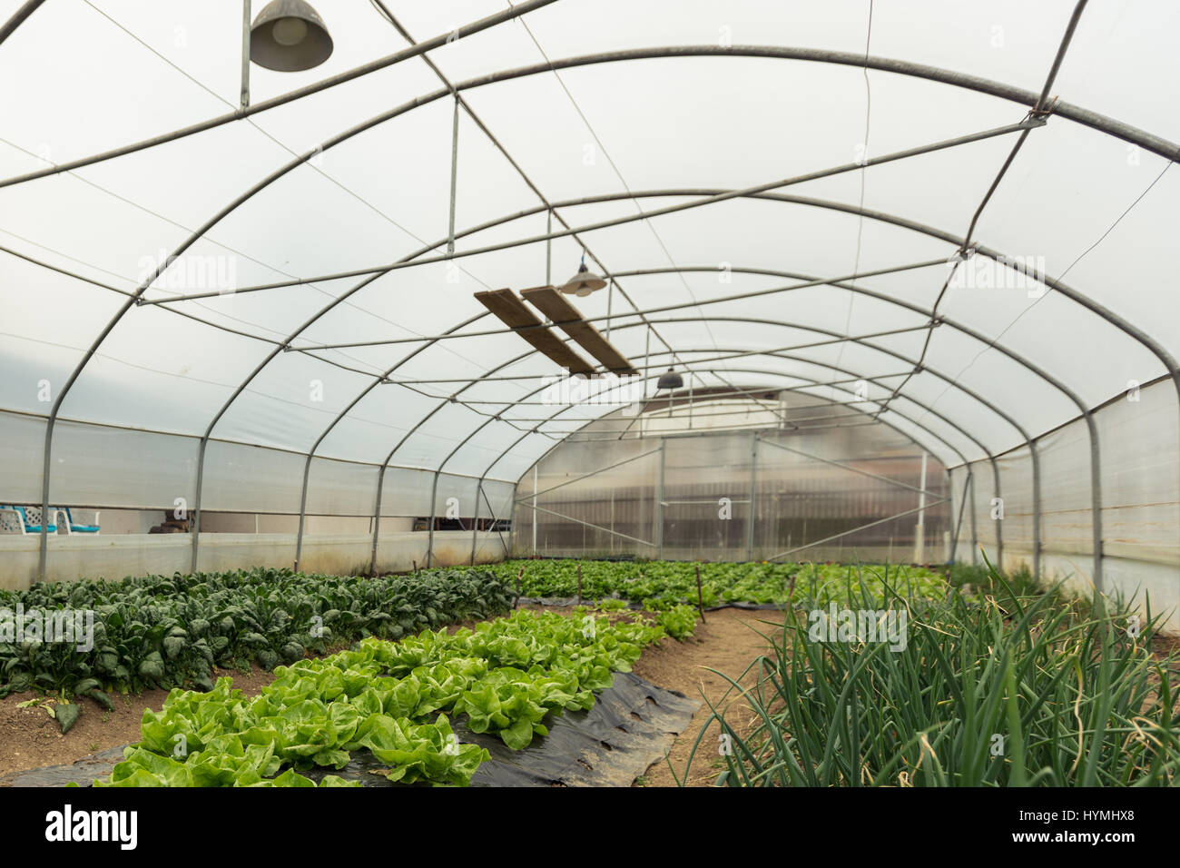 Spinach plantation in a modern greenhouse Stock Photo - Alamy