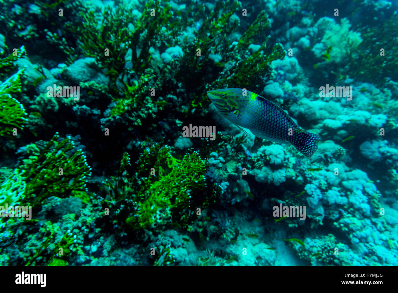 Deep Sea Flora And Fauna Stock Photos & Deep Sea Flora And Fauna Stock ...