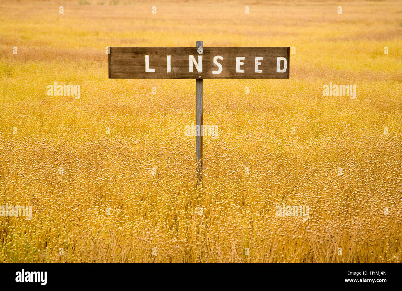 Crop of linseed growing in a field or paddock, with rustic wooden sign ...
