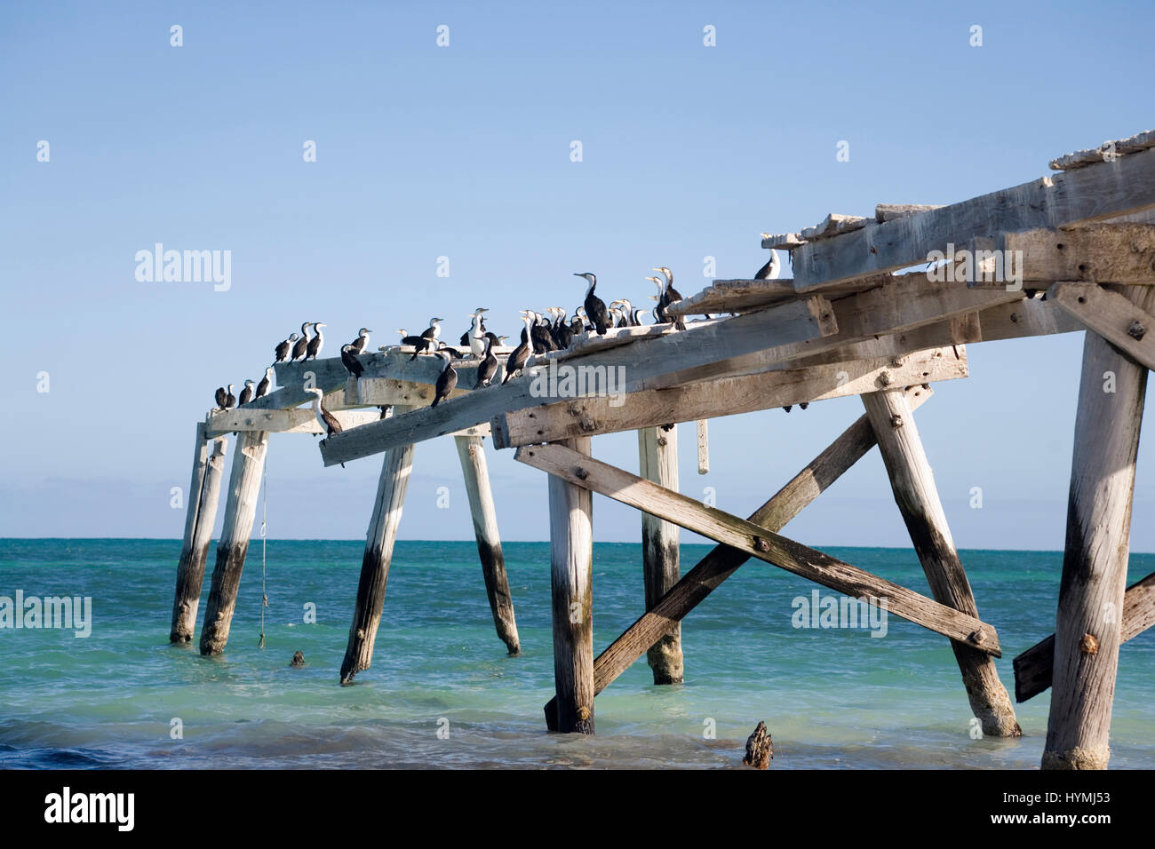 The old jetty at Eucla, Western Australia, and shags. Eucla is near the ...