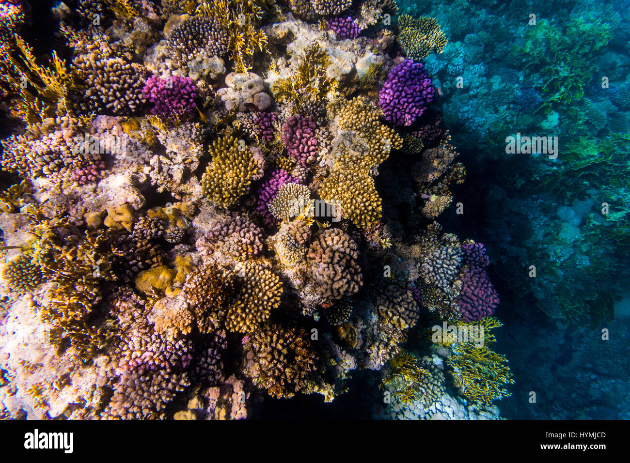 Variety of soft and hard coral shapes, sponges and branches in the deep ...