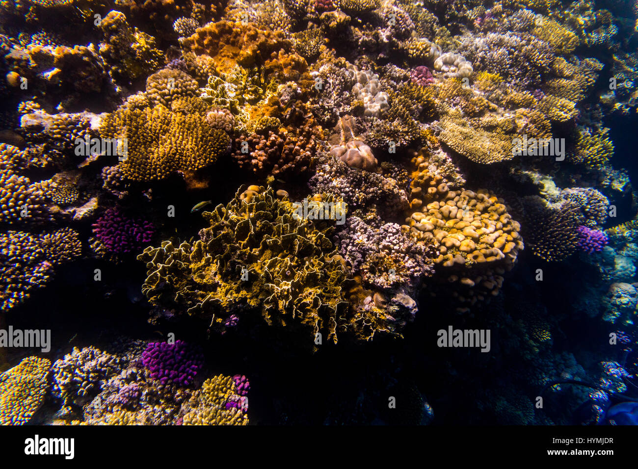 Variety of soft and hard coral shapes, sponges and branches in the deep ...