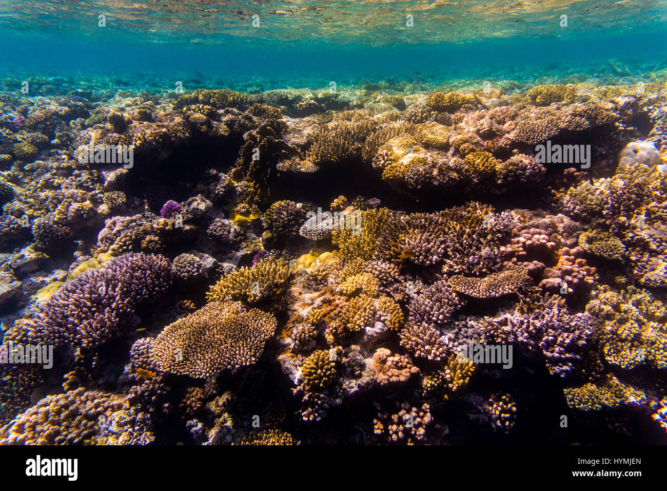 Variety of soft and hard coral shapes, sponges and branches in the deep ...