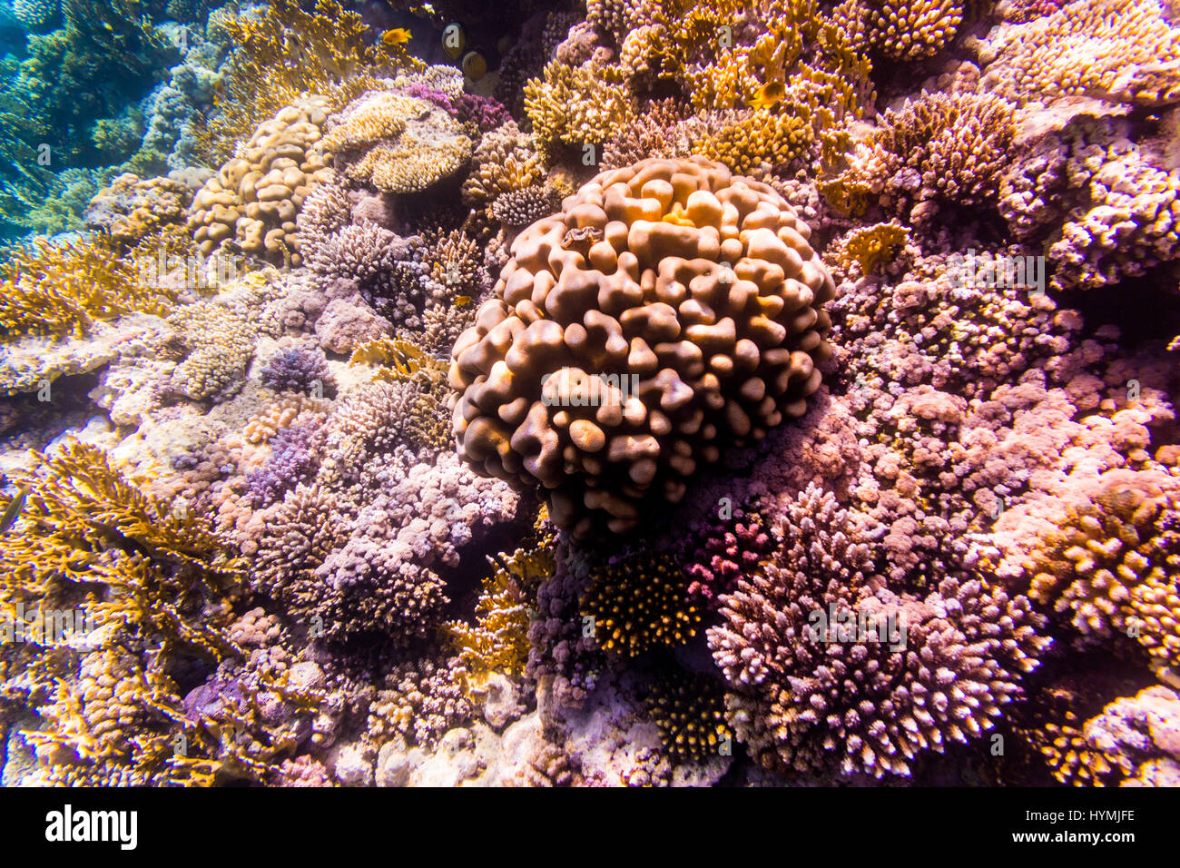 Variety of soft and hard coral shapes, sponges and branches in the deep ...