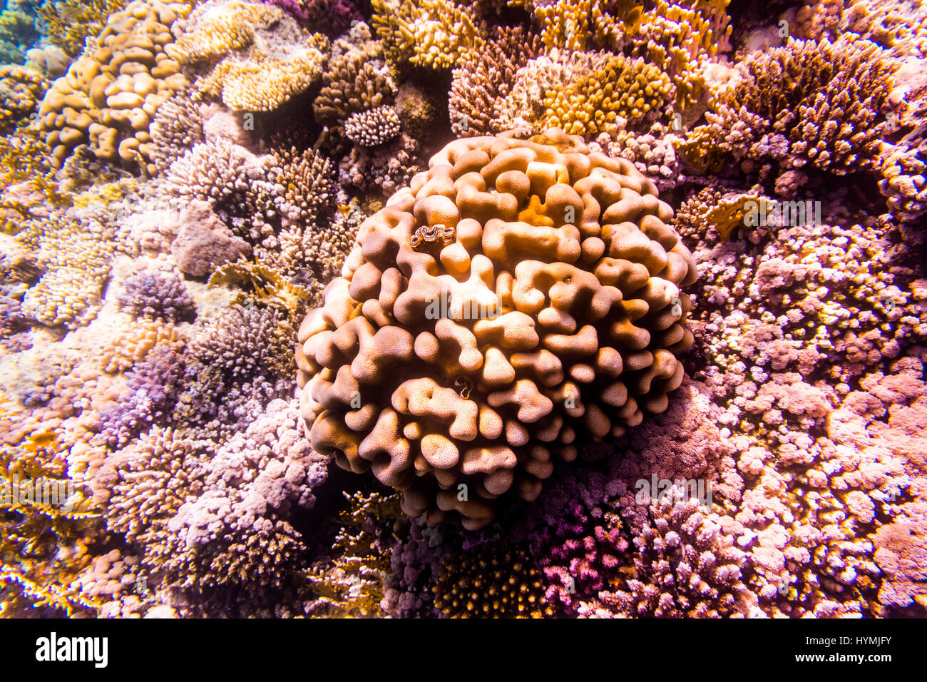 Variety of soft and hard coral shapes, sponges and branches in the deep ...
