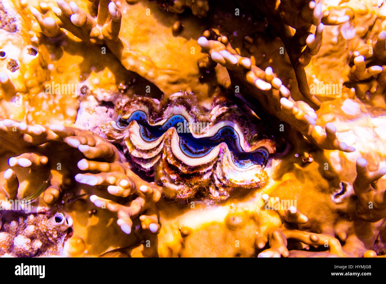 Variety of soft and hard coral shapes, sponges and branches in the deep ...