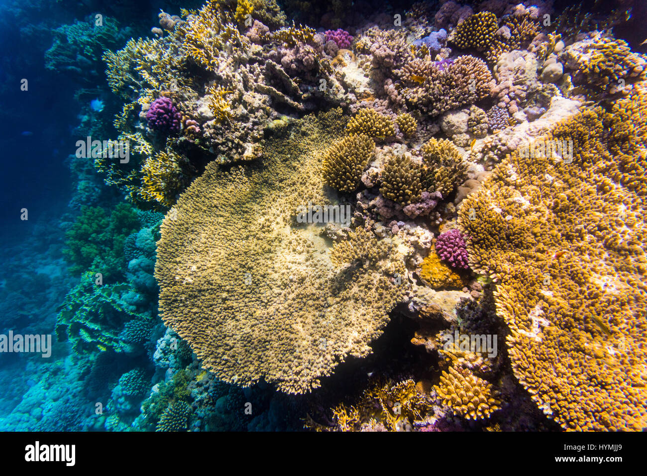 Variety of soft and hard coral shapes, sponges and branches in the deep ...
