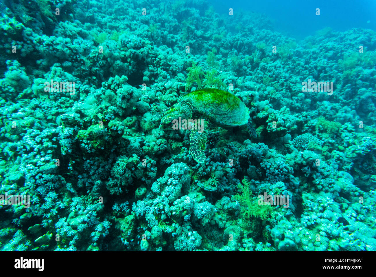 green sea turtle with sunburst in background underwater Stock Photo - Alamy