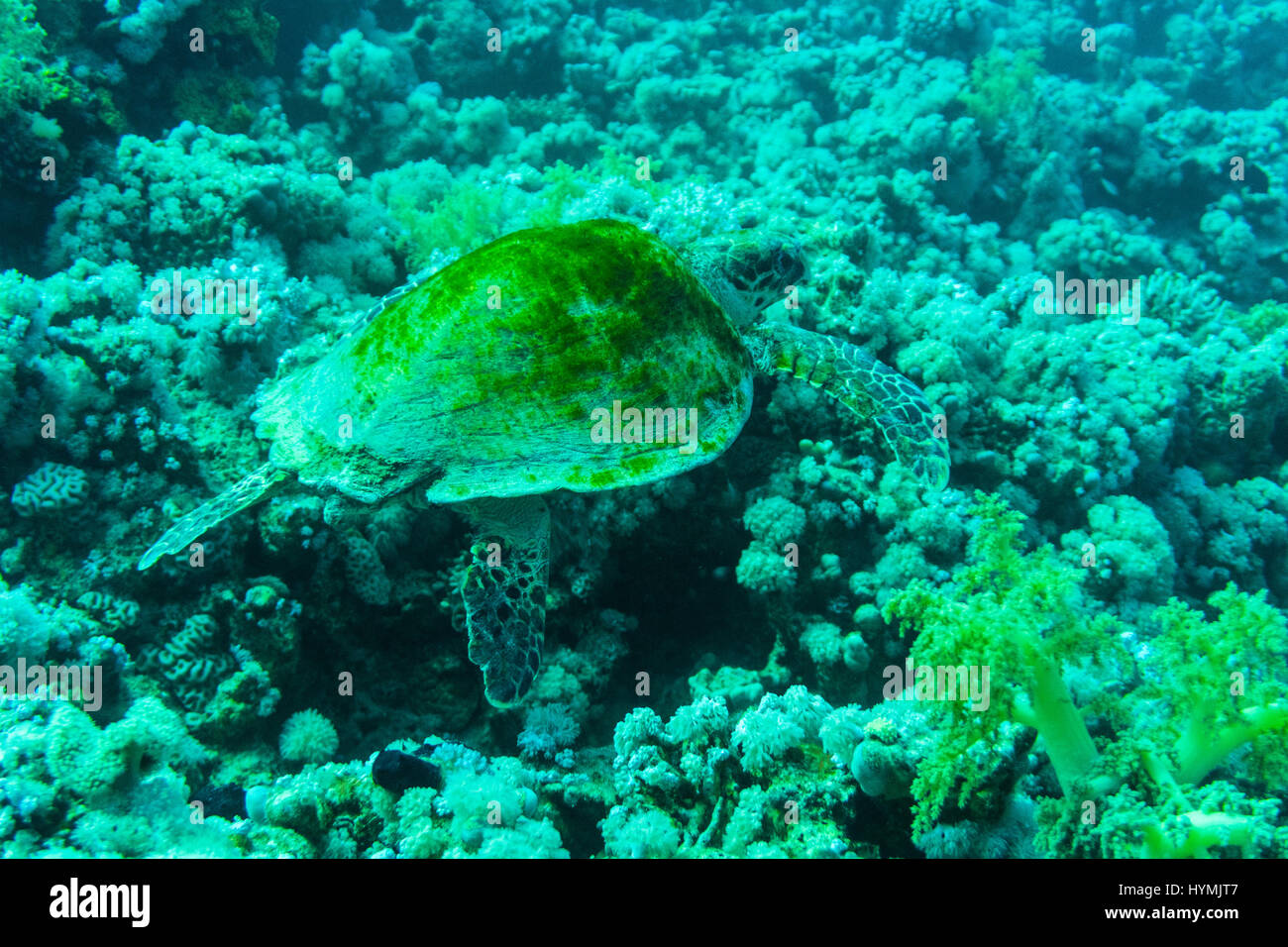 green sea turtle with sunburst in background underwater Stock Photo - Alamy