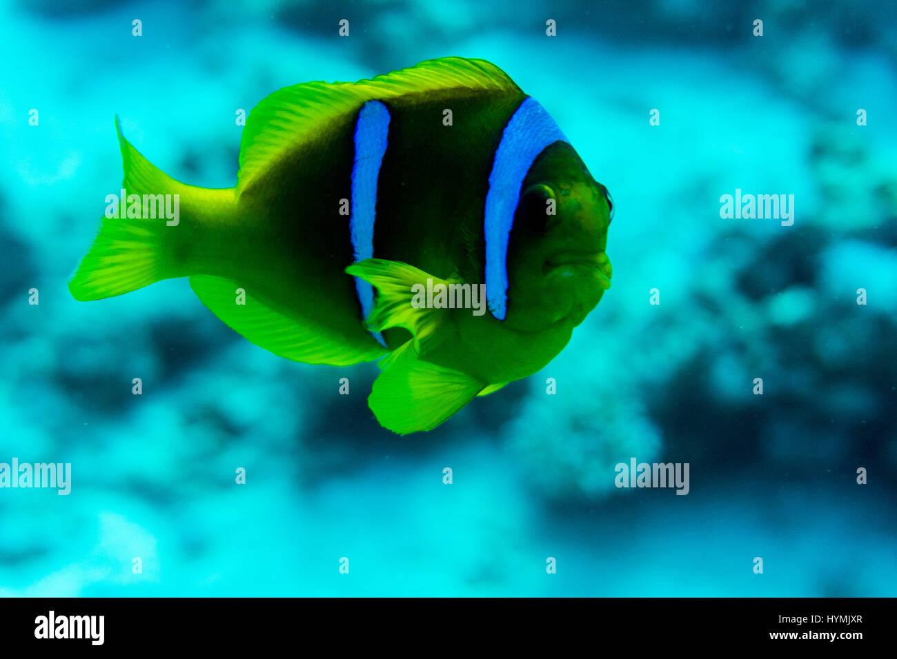 Red sea raccoon butterflyfish hi-res stock photography and images - Alamy