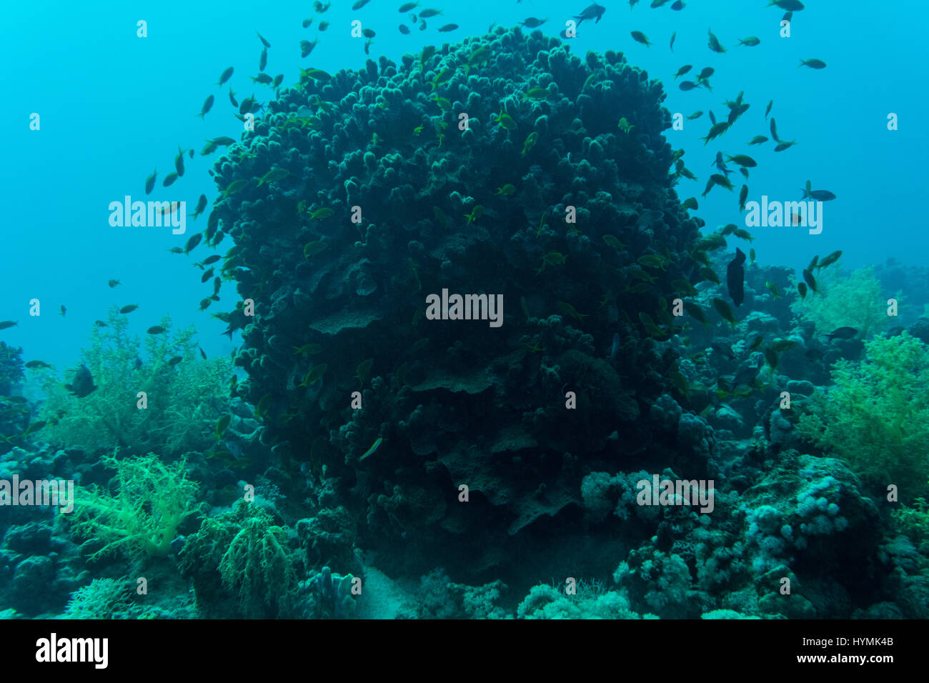 Deep sea flathead hi-res stock photography and images - Alamy