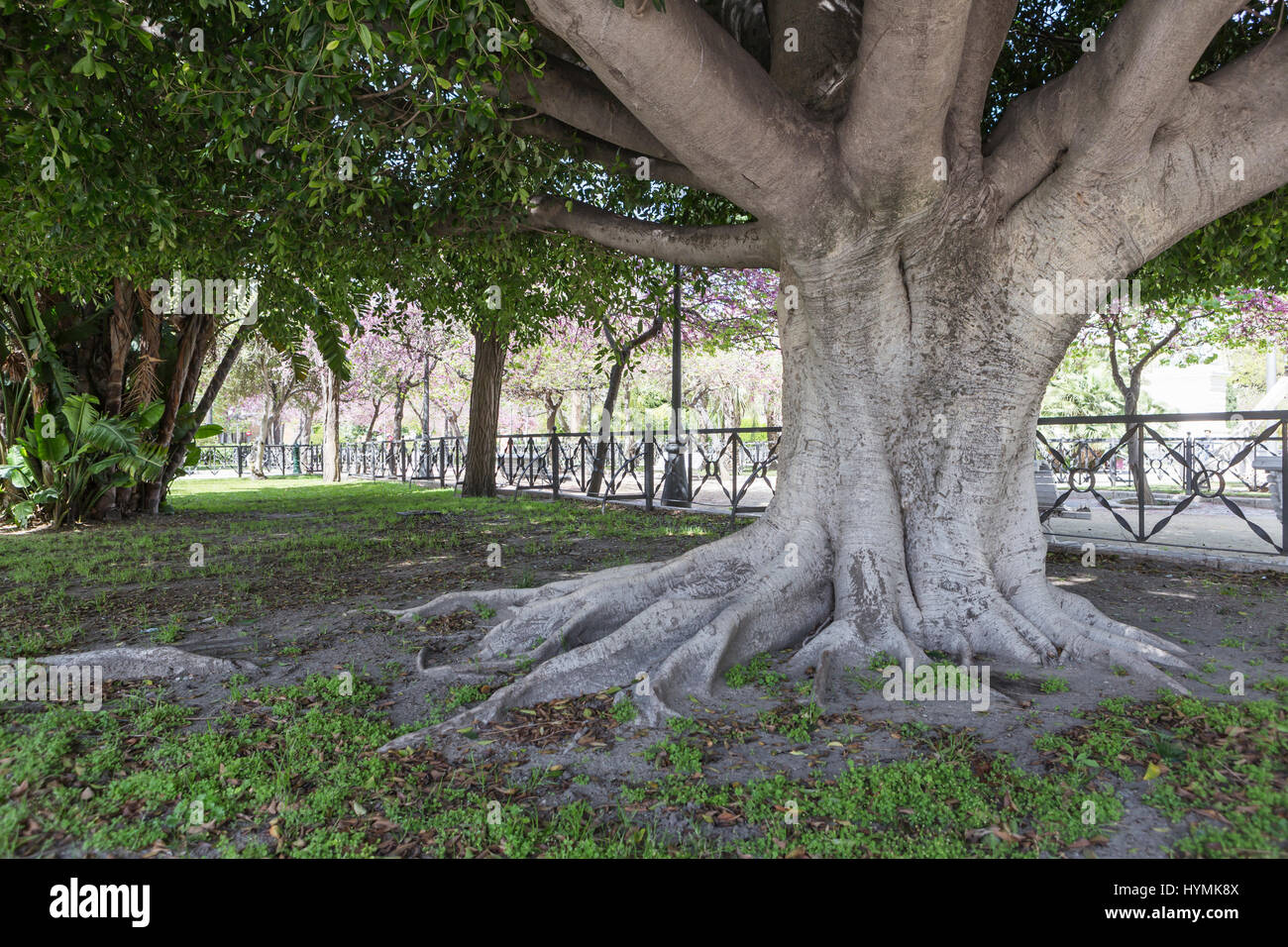 Cadiz Spain- April 1: Giant Rubber Tree "ficus macrophylla" aged more ...