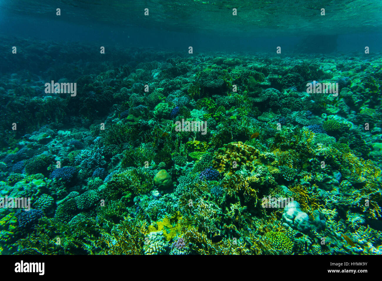Coral reef research fish diver hi-res stock photography and images - Alamy