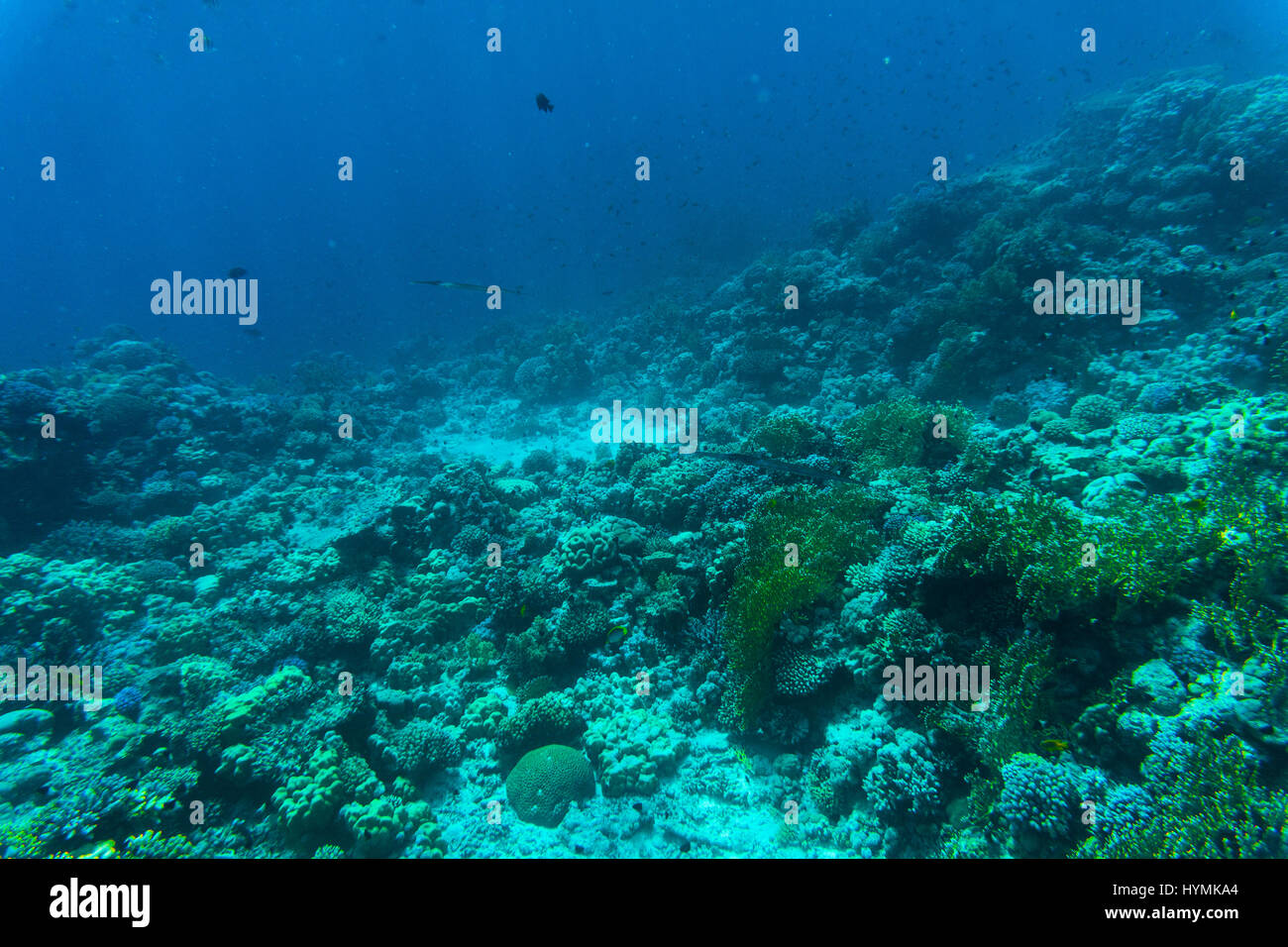 Reaf view hi-res stock photography and images - Alamy