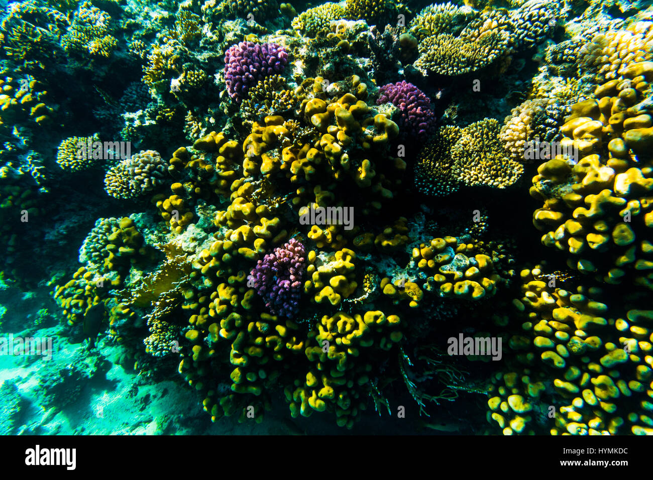 Fish from the coral reef, Sharm El Sheikh, Egypt Stock Photo - Alamy
