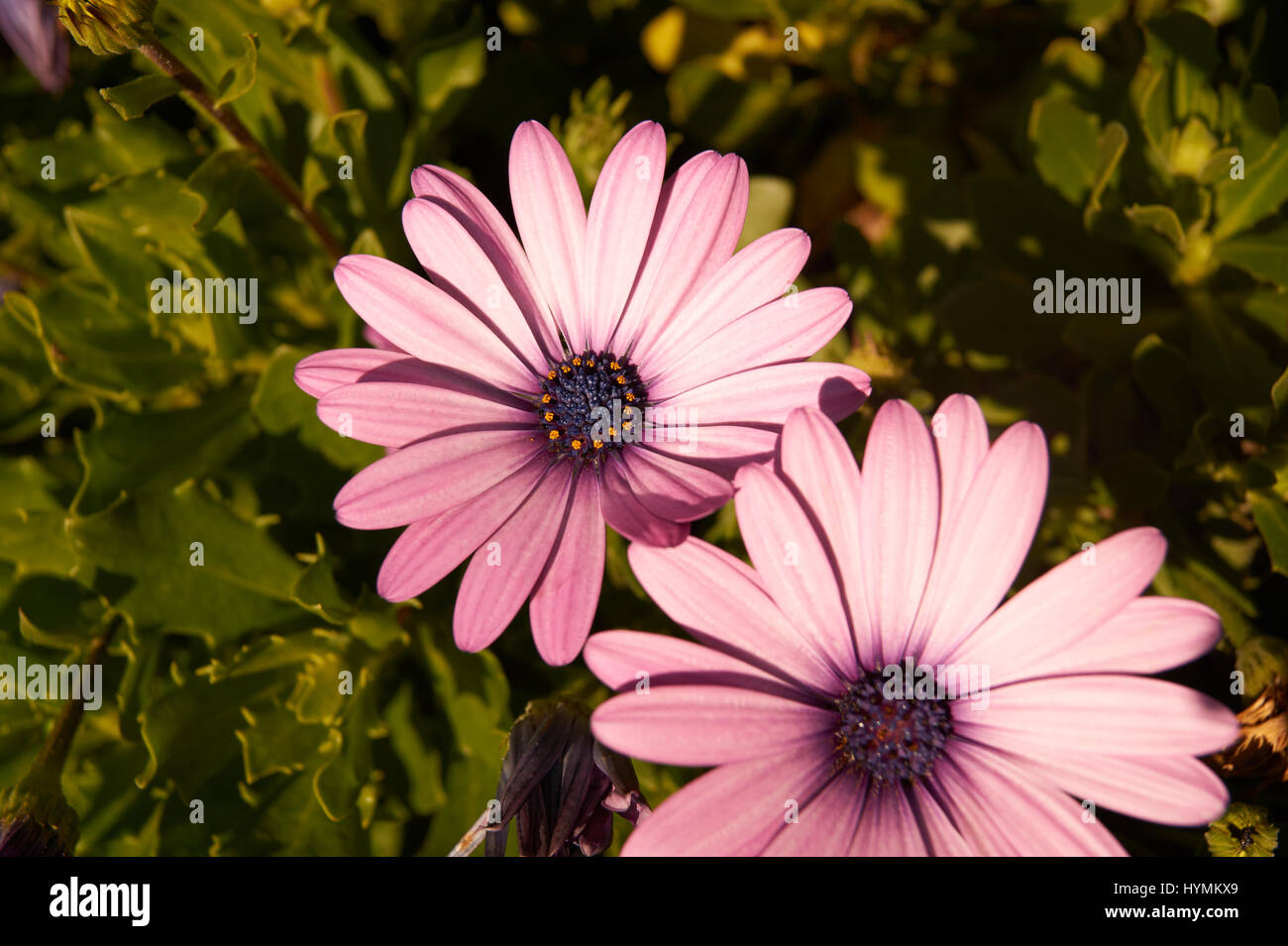 blue and white daisy bush Stock Photo - Alamy