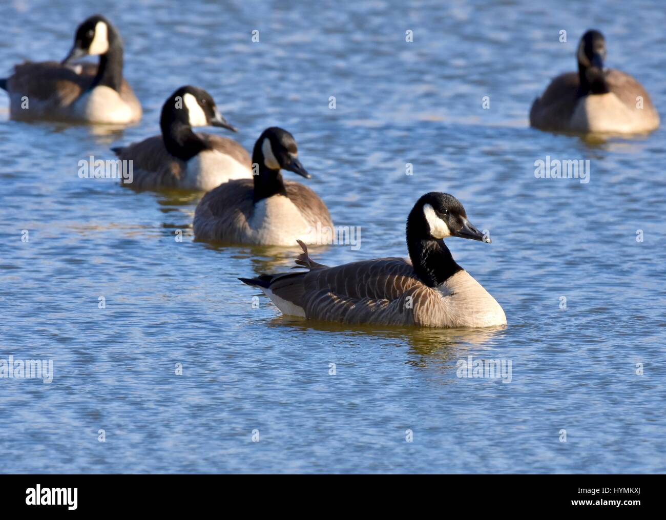 Canadian goose (Branta canadensis Stock Photo - Alamy