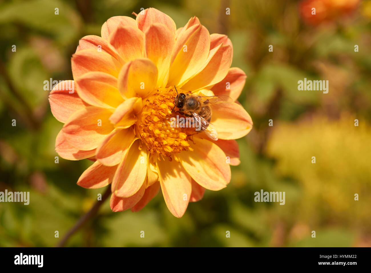 Bee drinking from orange flower Stock Photo - Alamy