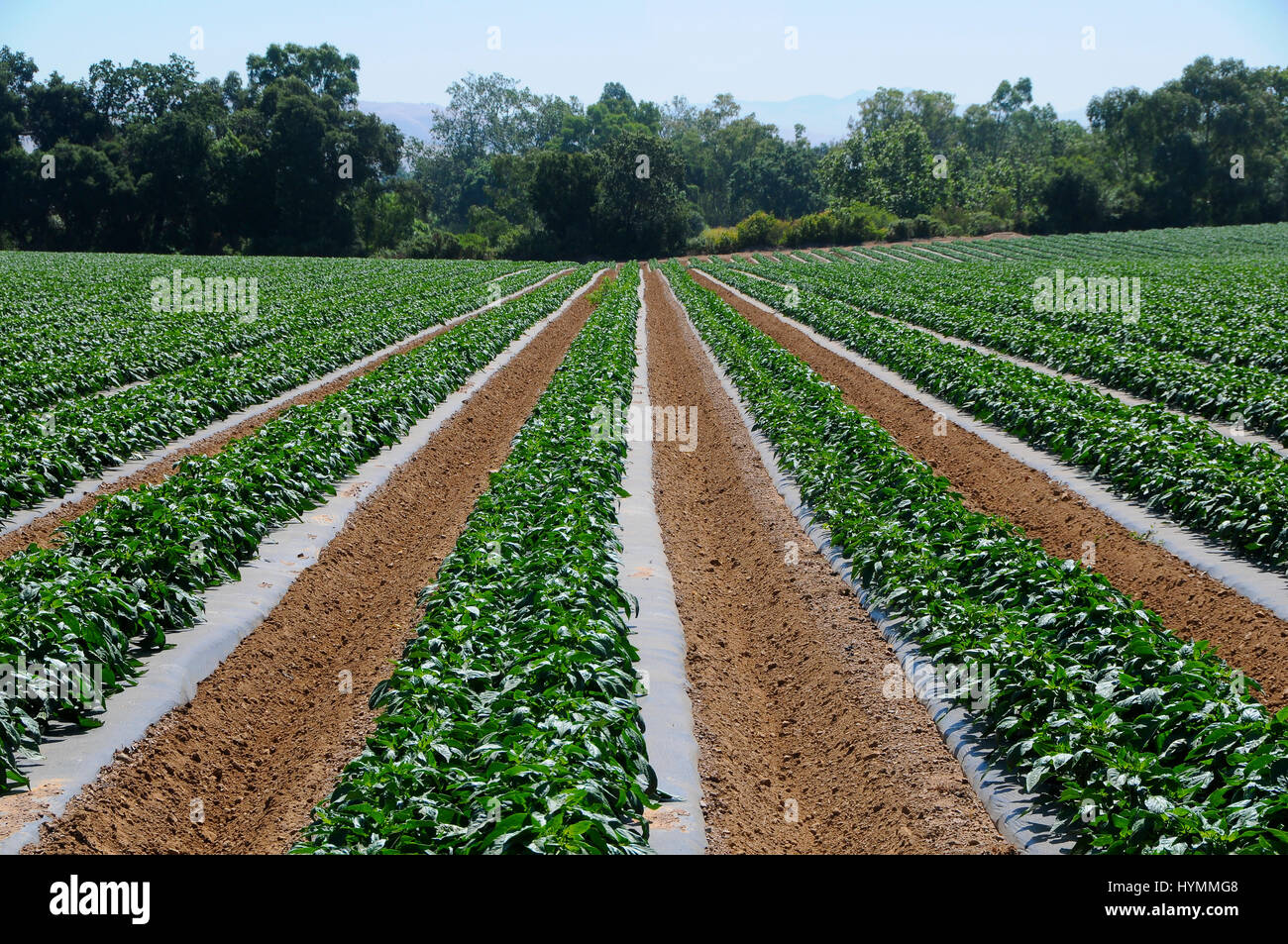 Bell Pepper Plants Growing in Field Stock Photo - Alamy
