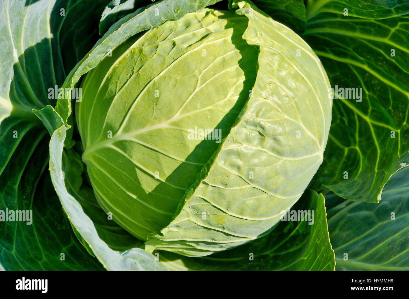 Cabbage Growing in Field Stock Photo - Alamy