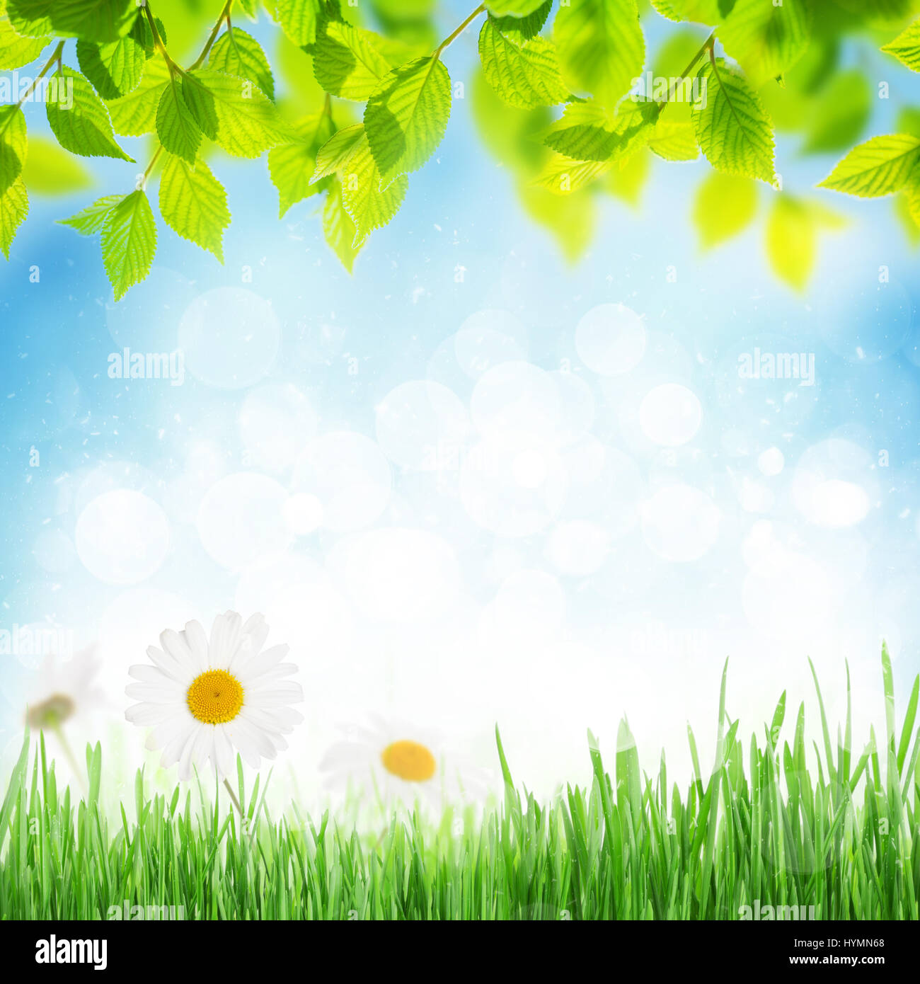 Abstract sunny spring background with grass and chamomile flowers Stock ...