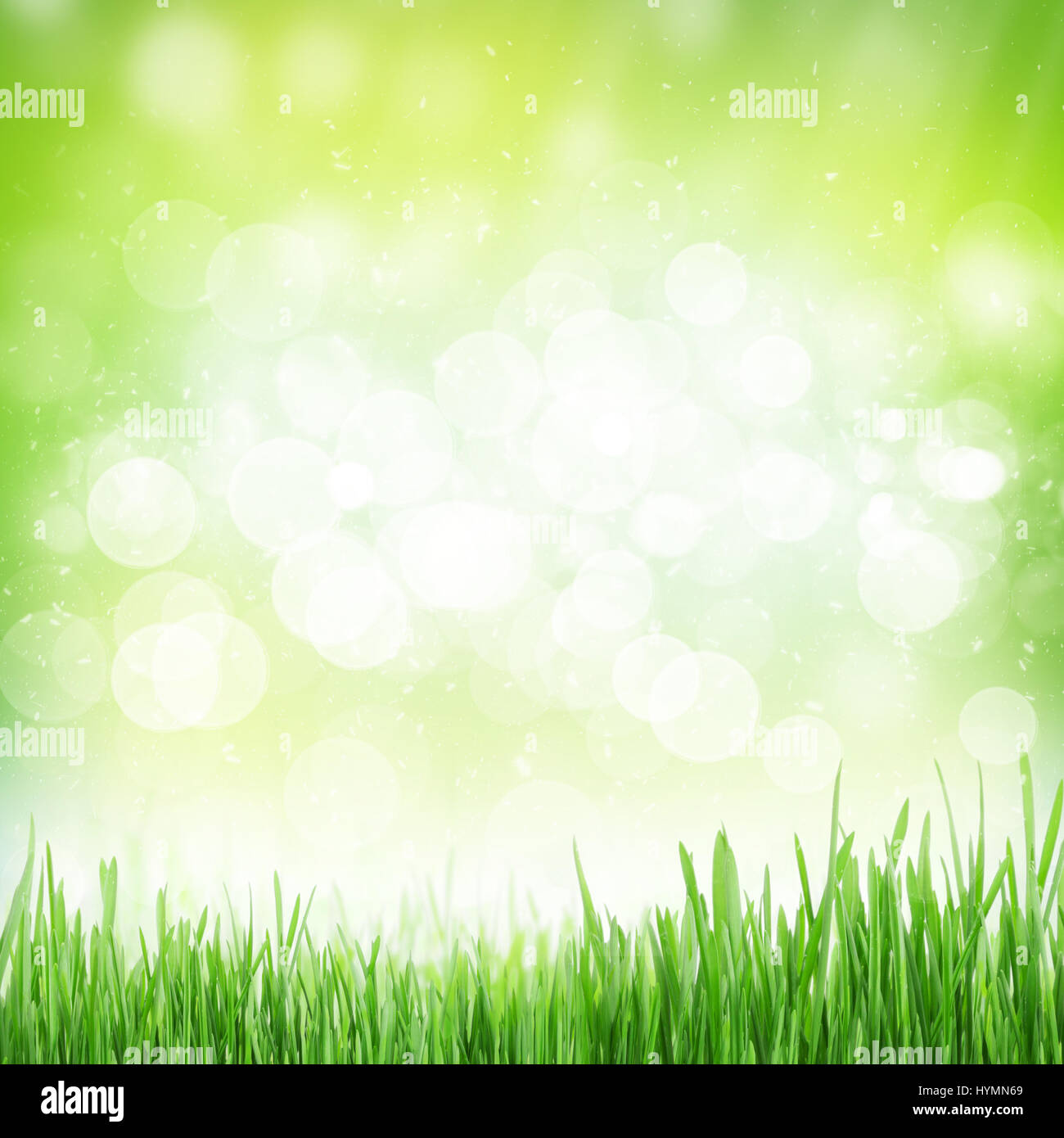 Abstract sunny spring background with grass and chamomile flowers Stock ...