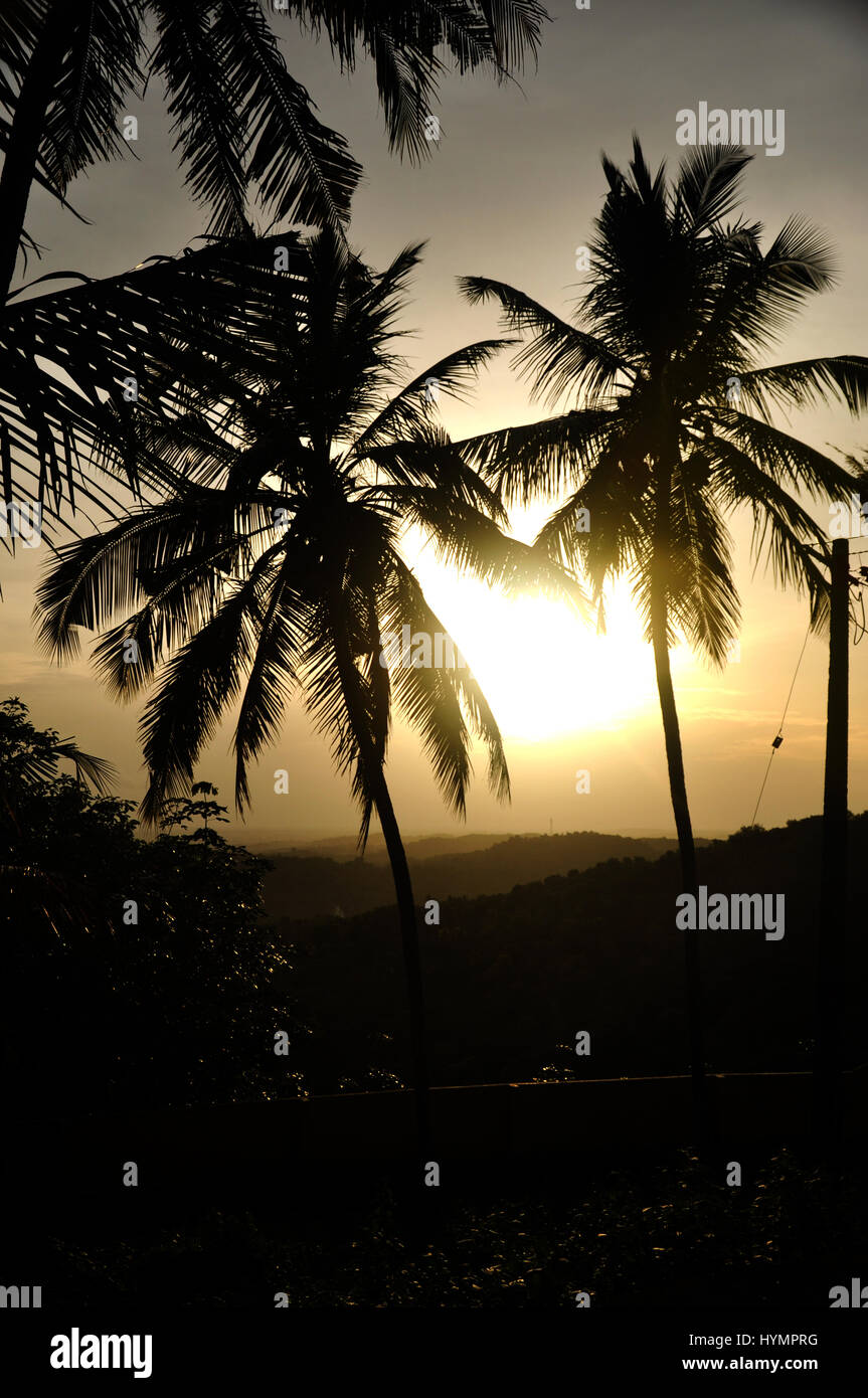 Coconut tree kerala hi-res stock photography and images - Alamy
