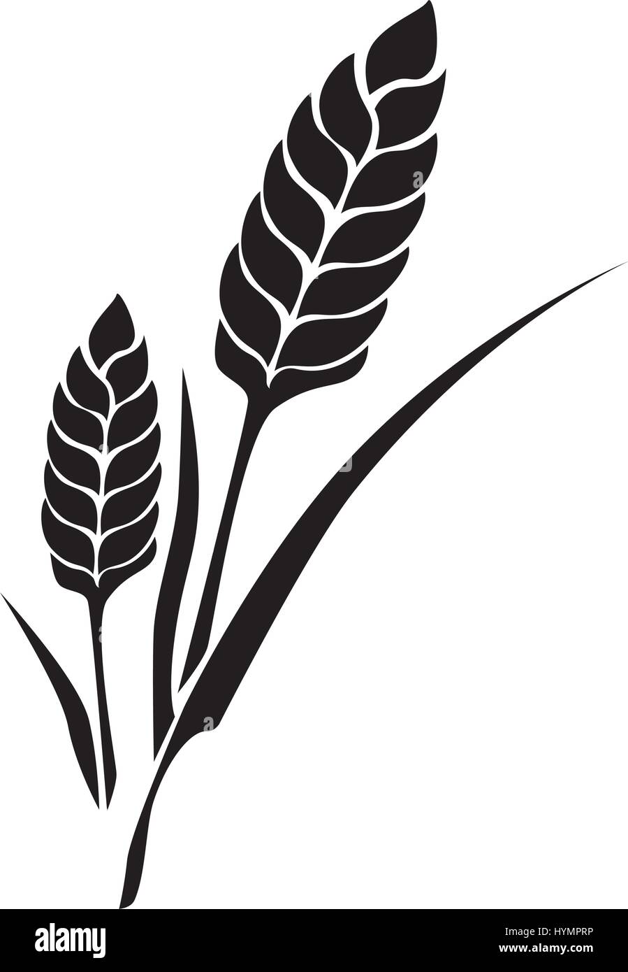 rice plant isolated icon vector illustration design Stock Vector Image ...