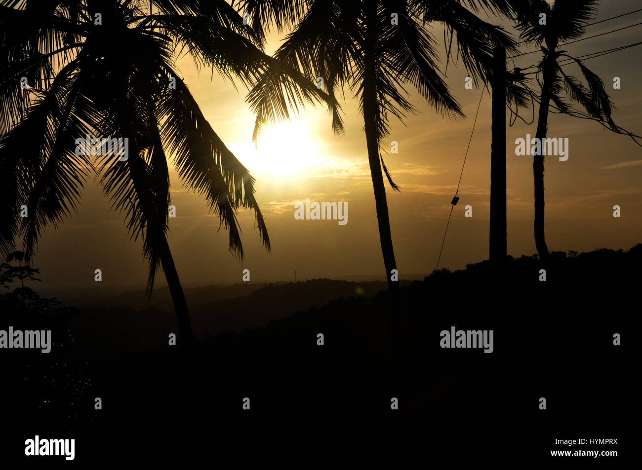 Coconut tree kerala hi-res stock photography and images - Alamy