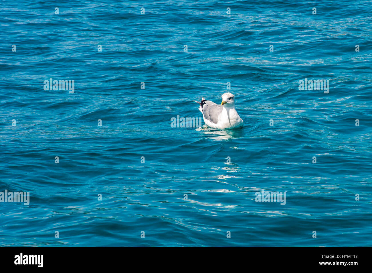 The white sea-gull sitting in blue water on summer nice background ...