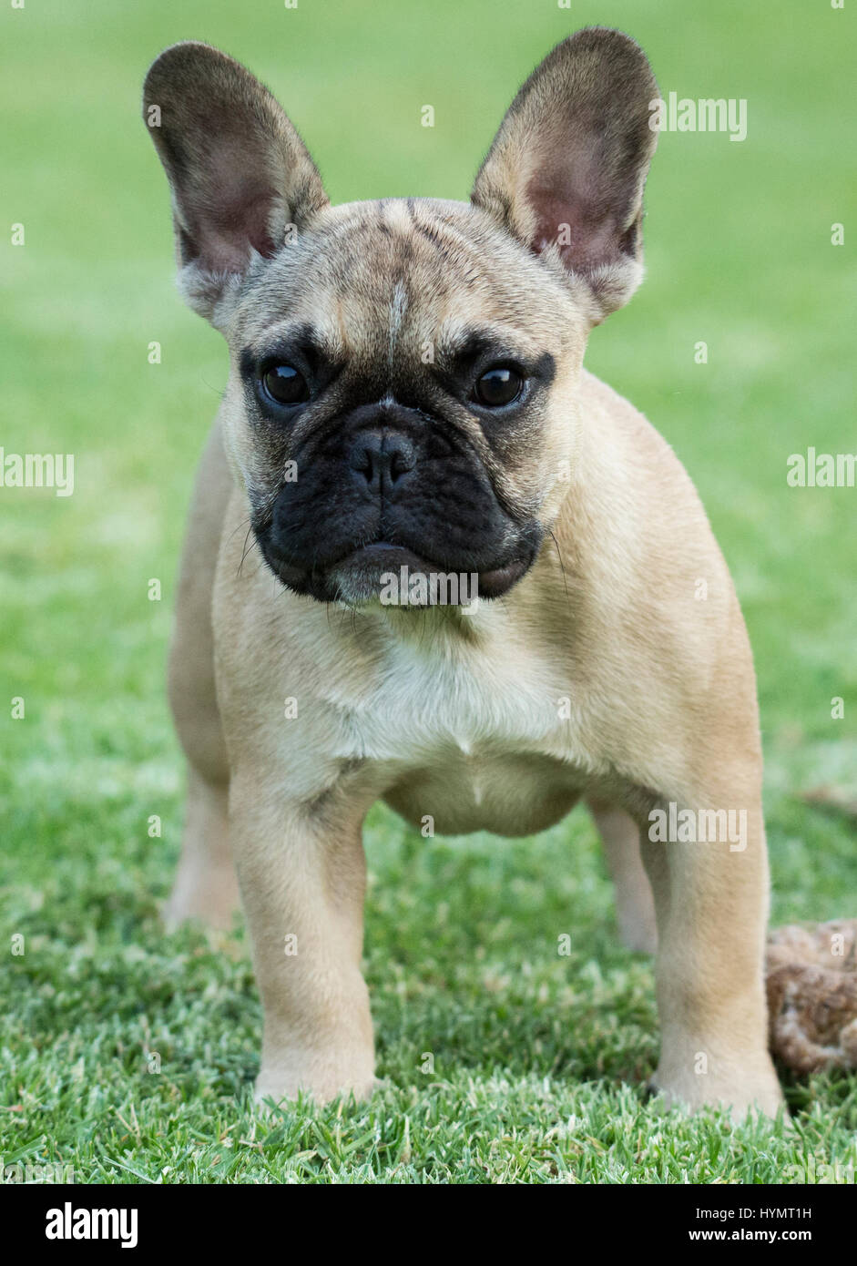 Bulldogs hi-res stock photography and images - Alamy