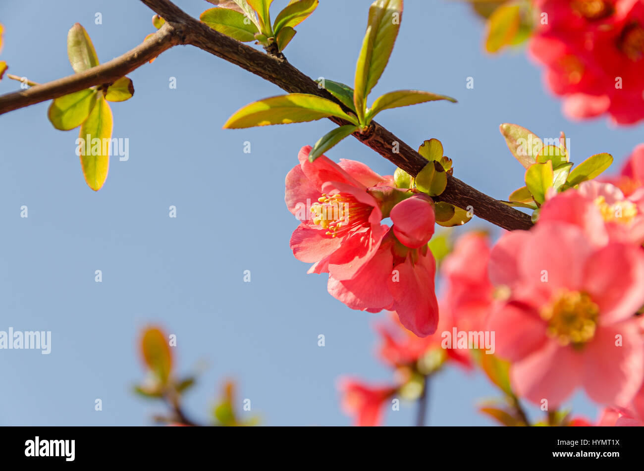 Chaenomeles japonica pink tree flowers, Maule's quince, Gutuiul japonez ...