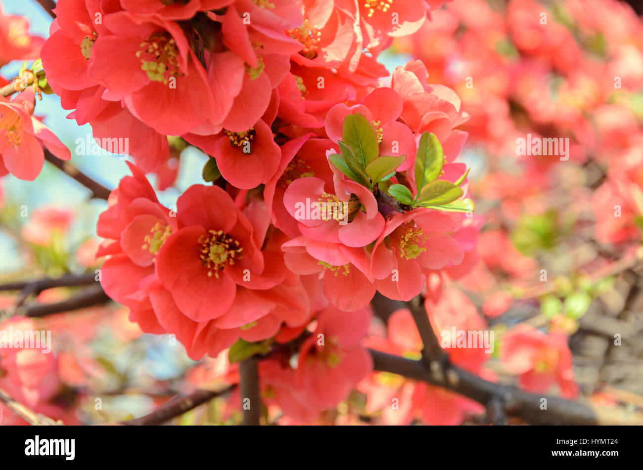 Chaenomeles japonica pink tree flowers, Maule's quince, Gutuiul japonez ...