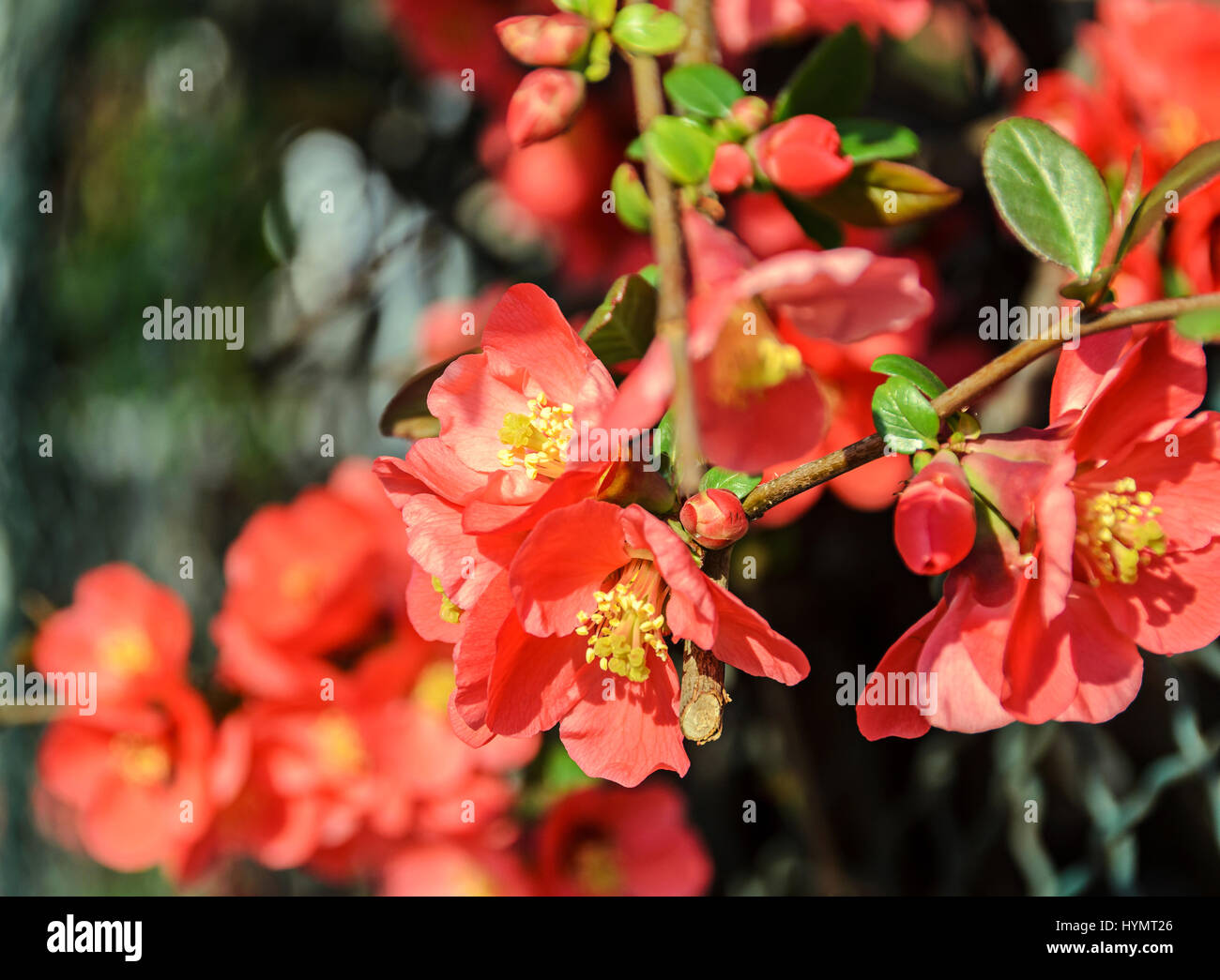 Chaenomeles japonica pink tree flowers, Maule's quince, Gutuiul japonez ...
