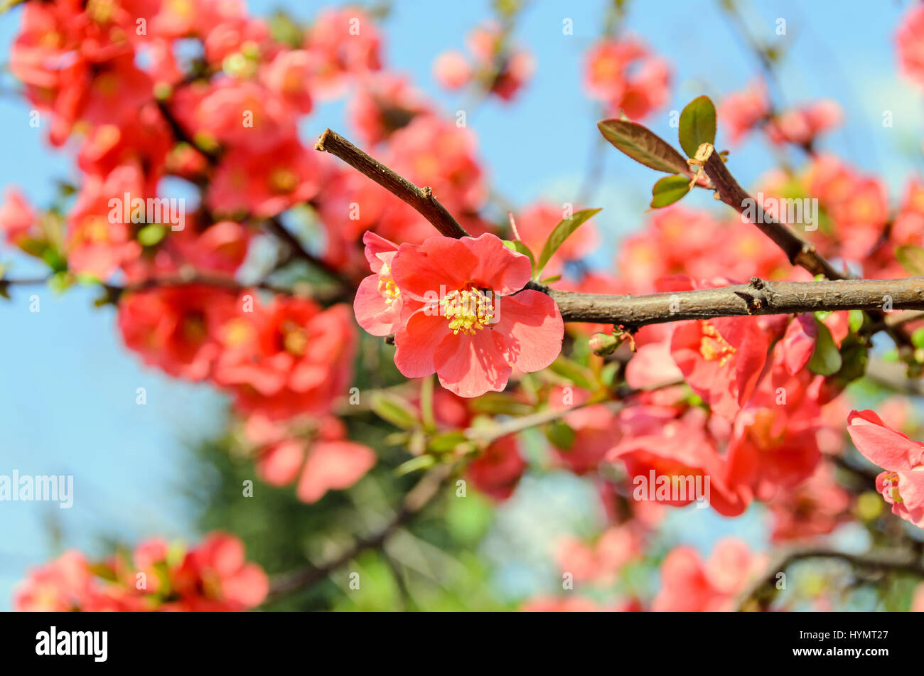 Chaenomeles japonica pink tree flowers, Maule's quince, Gutuiul japonez ...