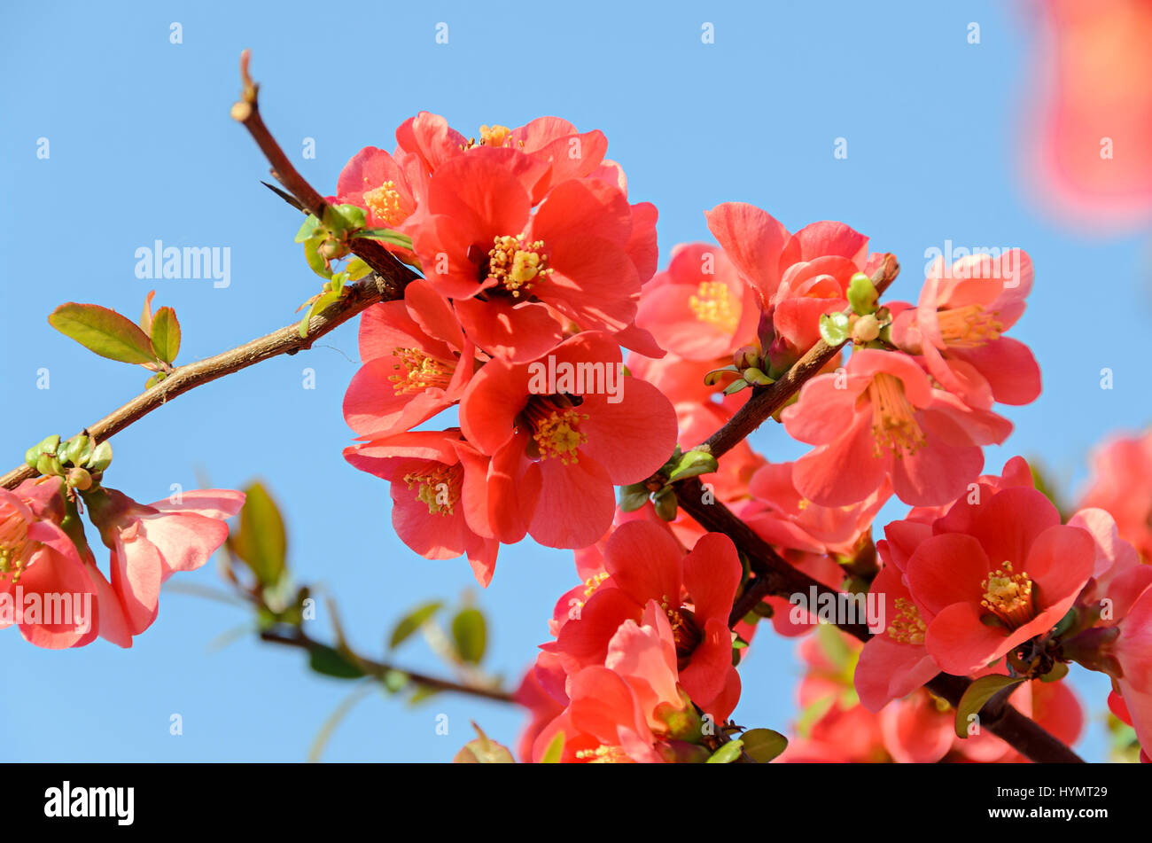 Chaenomeles japonica pink tree flowers, Maule's quince, Gutuiul japonez ...
