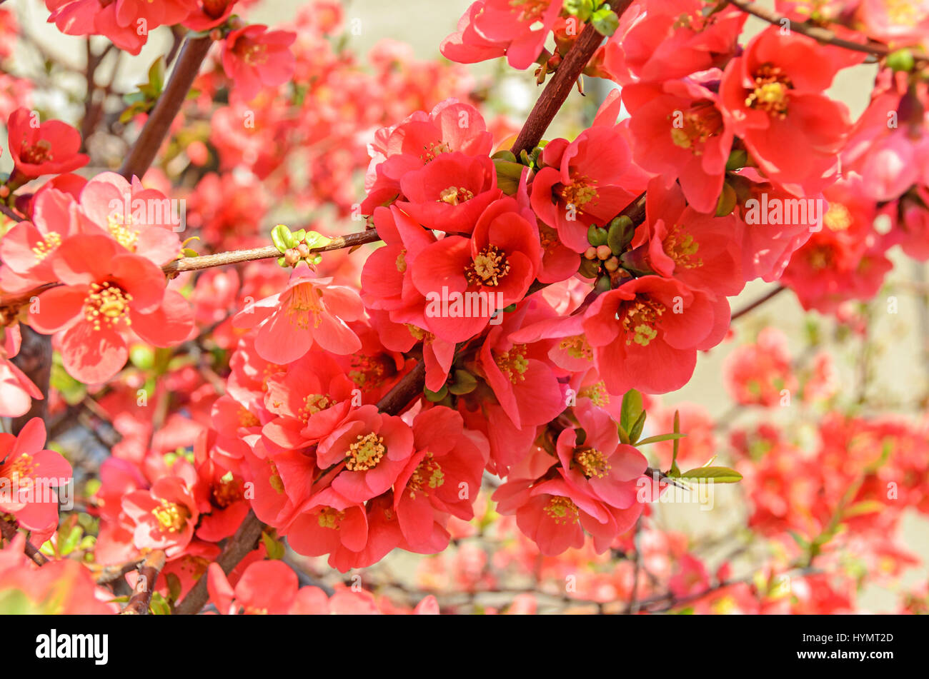 Chaenomeles japonica pink tree flowers, Maule's quince, Gutuiul japonez ...