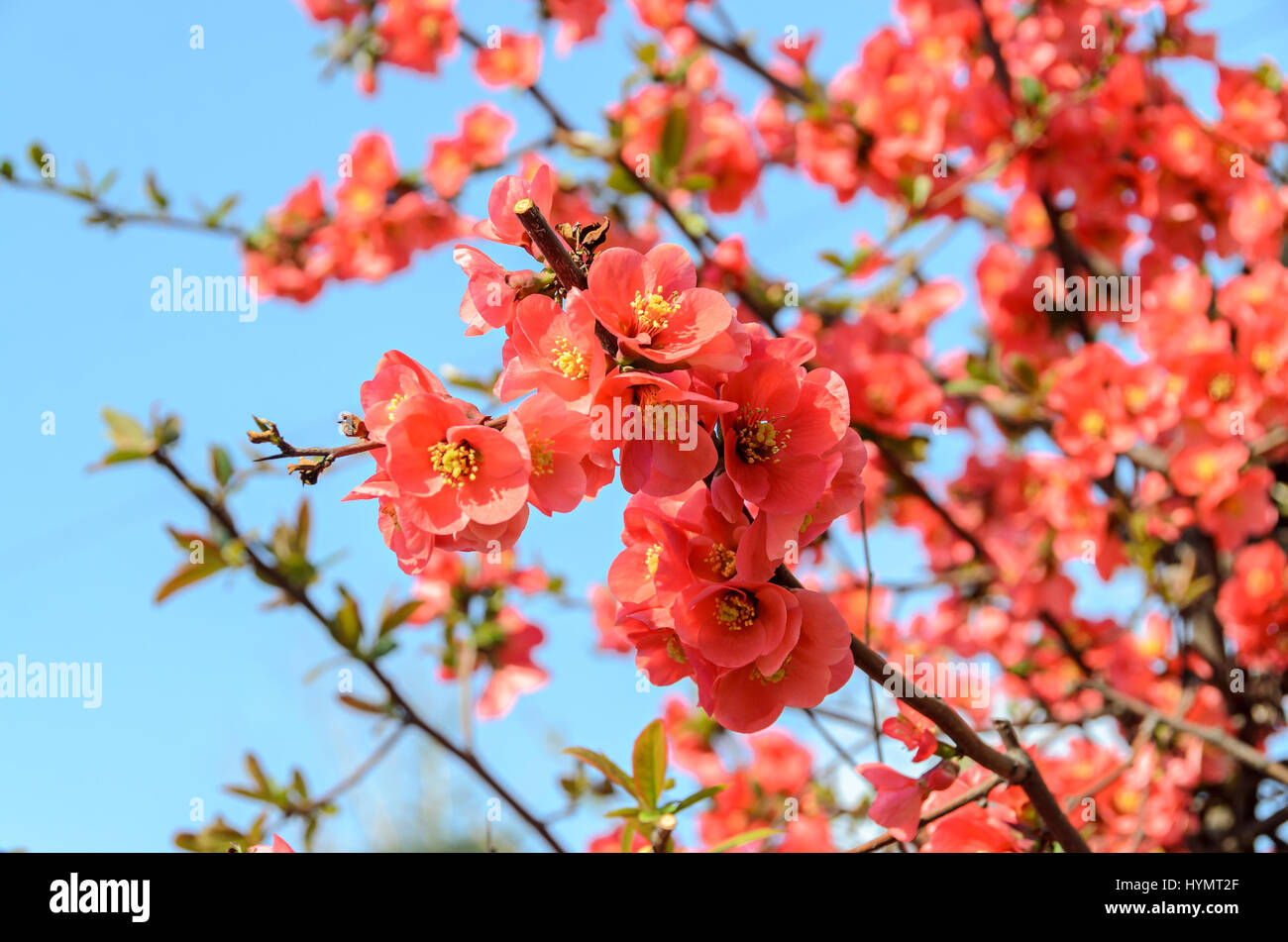 Chaenomeles japonica pink tree flowers, Maule's quince, Gutuiul japonez ...