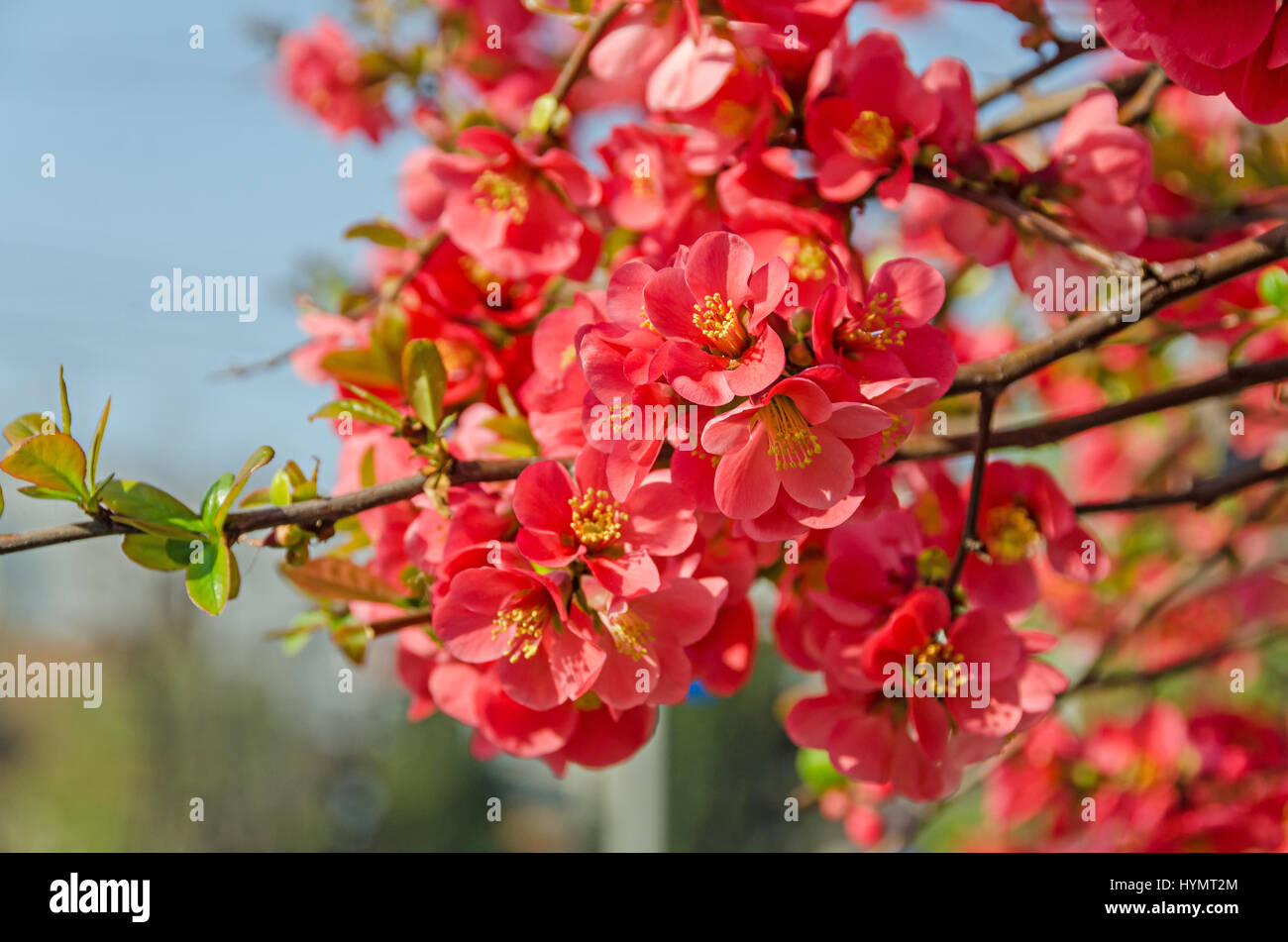 Chaenomeles japonica pink tree flowers, Maule's quince, Gutuiul japonez ...